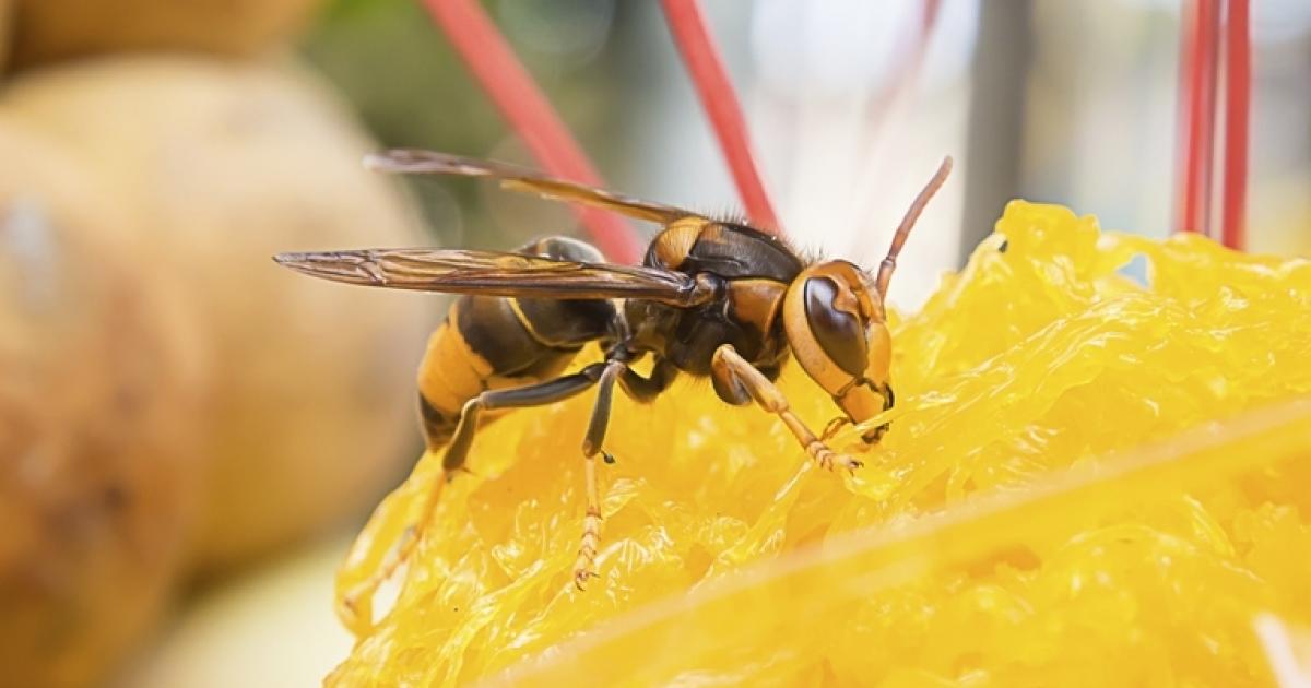5 Insects That Sting | Ochsner Health System