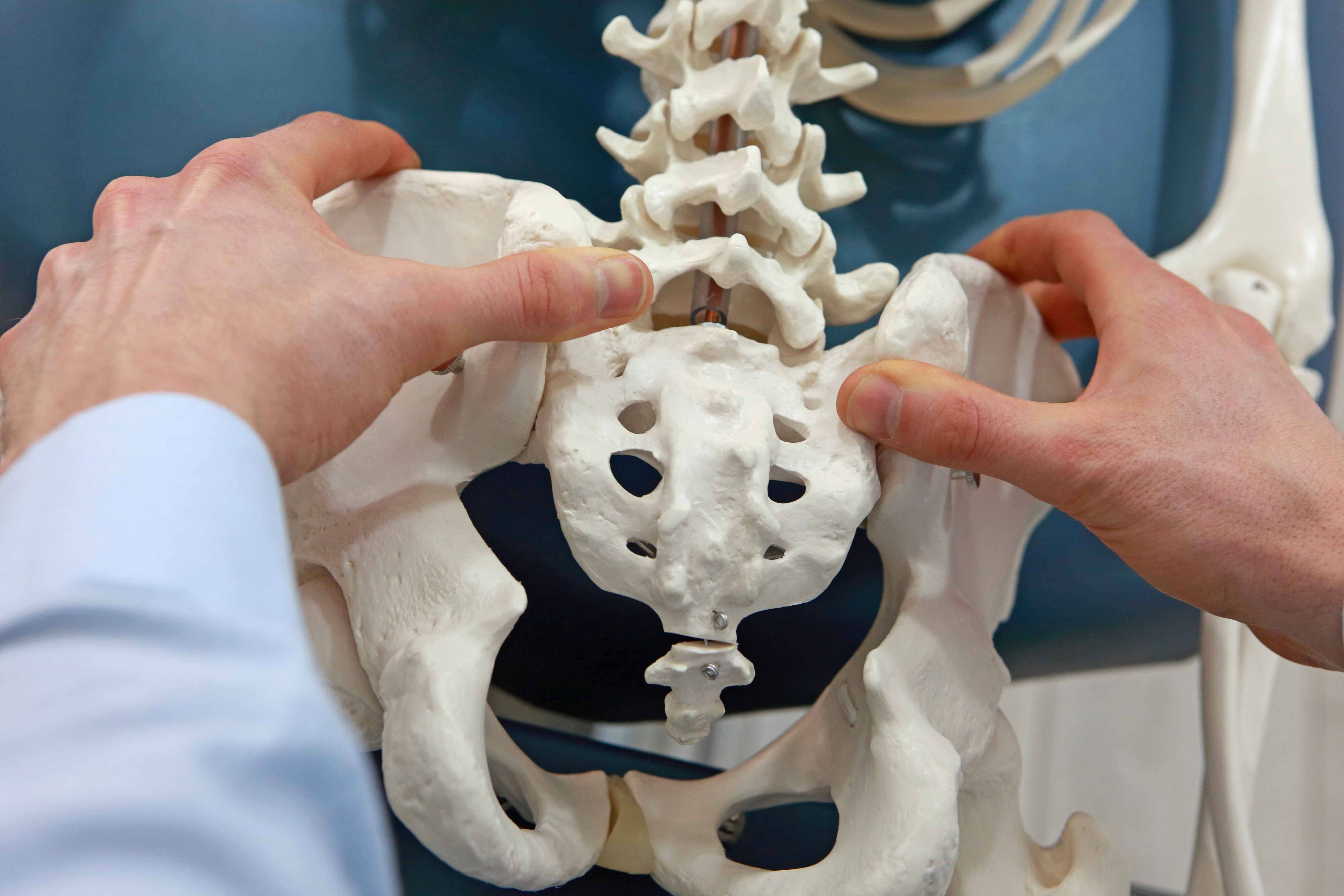 Pelvis Skeleton 3d Model Of Male Pelvis Skeleton