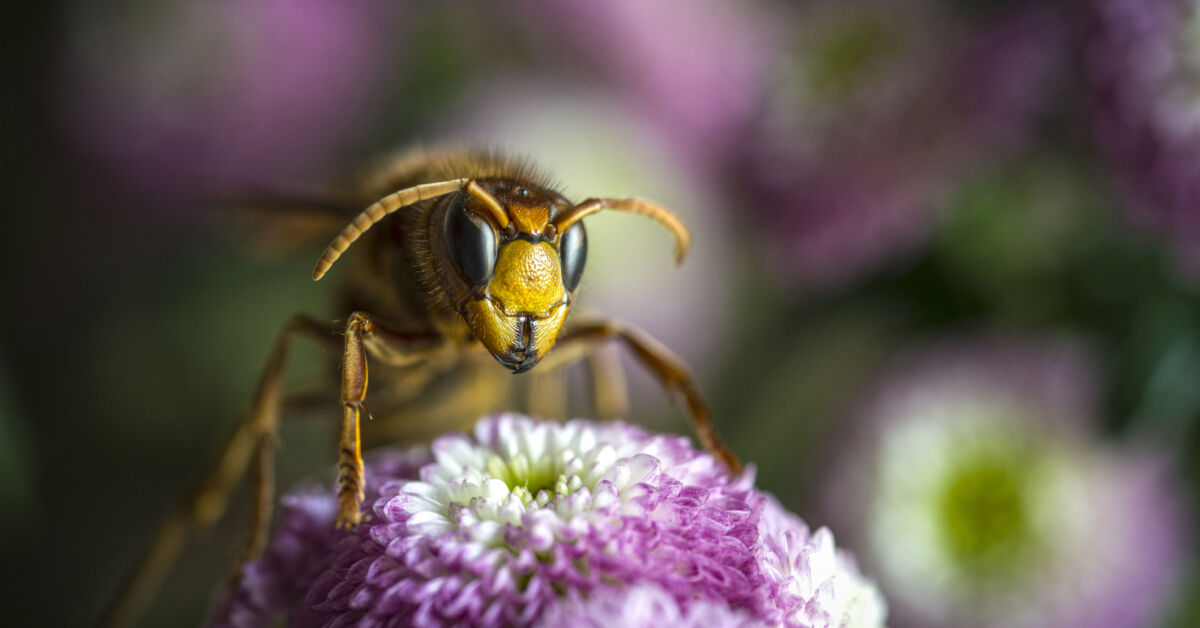 How to Prevent and Treat Insect Stings | Ochsner Health