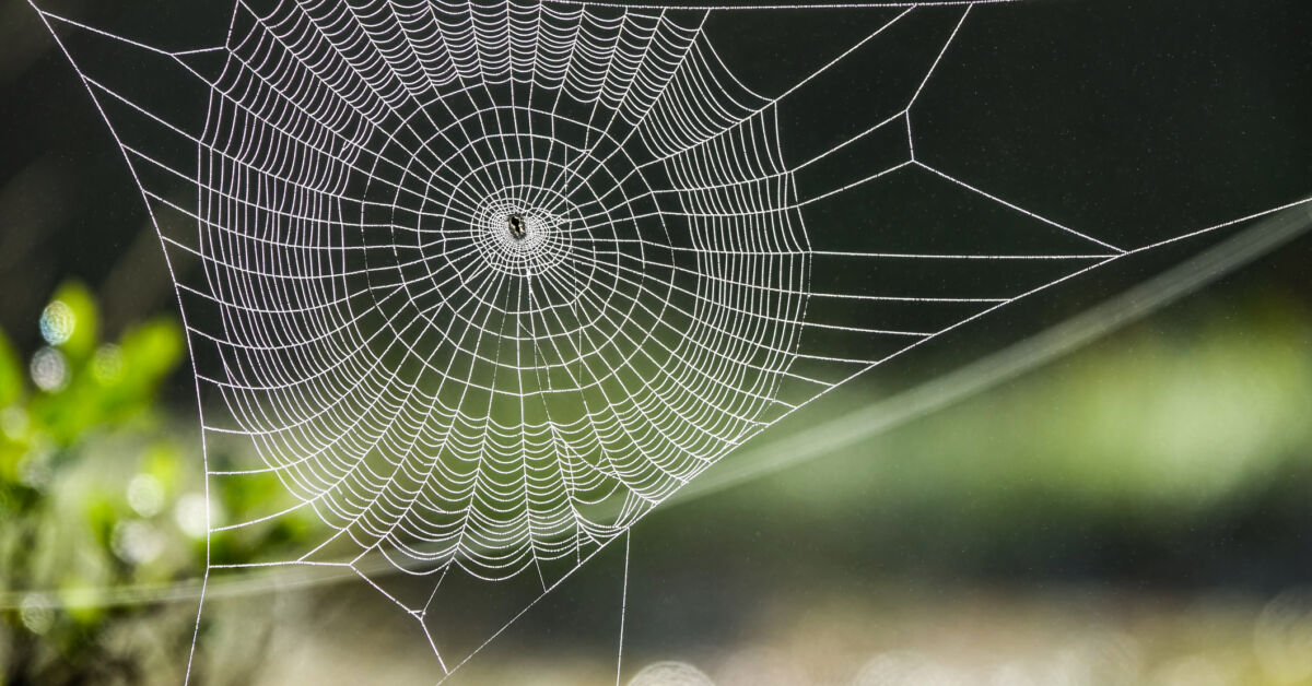 Spider Bites: What You Should Do | Ochsner Health