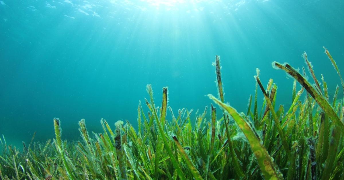 The Health Benefits of Seaweed | Ochsner Health